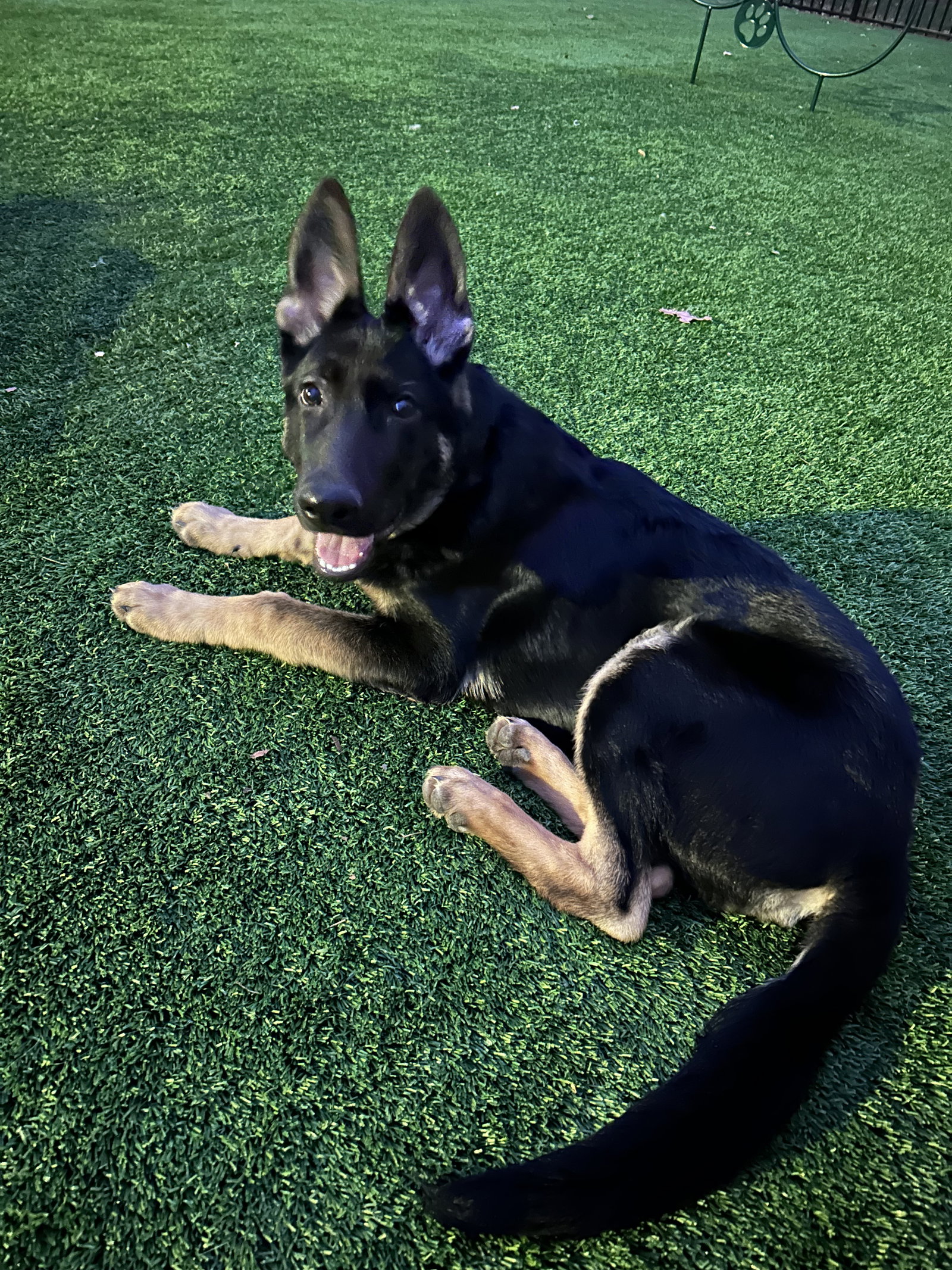 Dog for Adoption - Melo (CL), a German Shepherd Dog in Wendell, NC ...