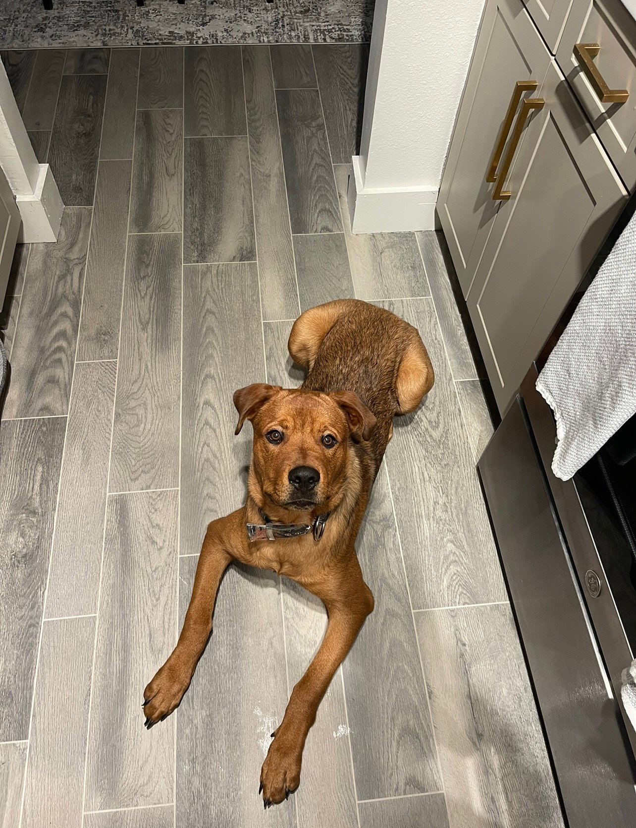 Dog for Adoption - August (CL), a German Shepherd Dog in Henderson, NC ...