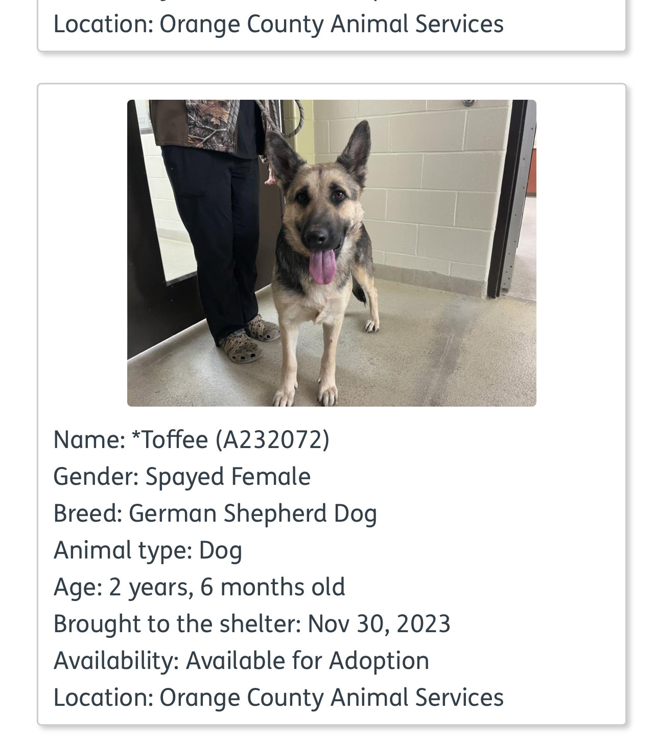 Dog for Adoption - Toffee (CL), a German Shepherd Dog in City Of ...
