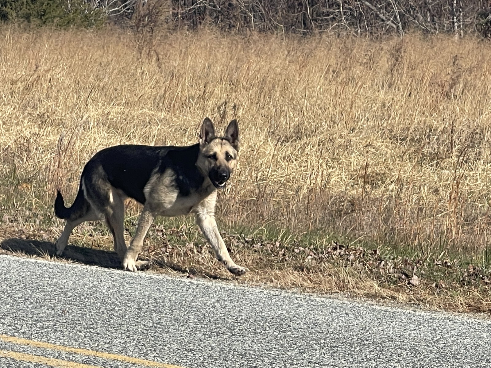 Dog for Adoption - Toffee (CL), a German Shepherd Dog in City Of ...