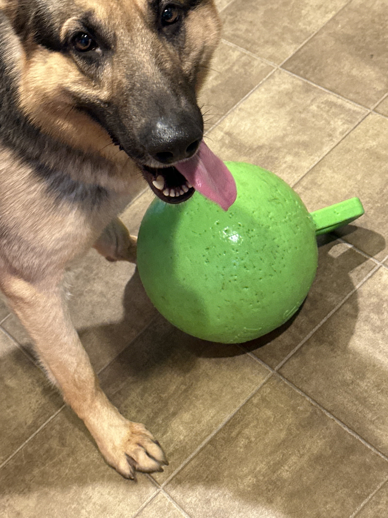 Dog for Adoption - Rossi (CL), a German Shepherd Dog in Wake County, NC ...