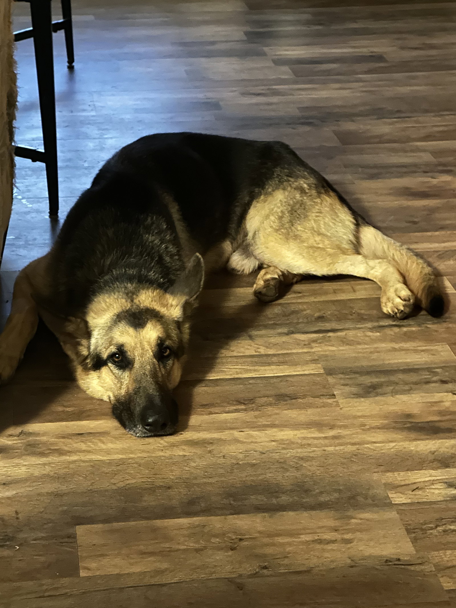 Dog for Adoption - Rossi (CL), a German Shepherd Dog in Hillsborough ...