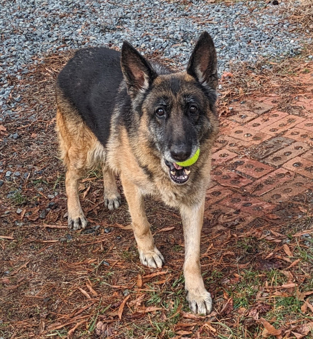 Dog for Adoption - Angelina Jolie (CL), a German Shepherd Dog in ...