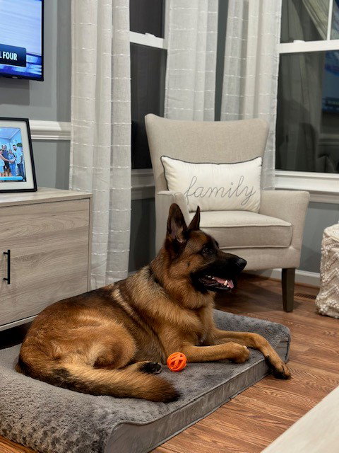 Dog for Adoption - Axl (CL), a German Shepherd Dog in Spring Hope, NC ...