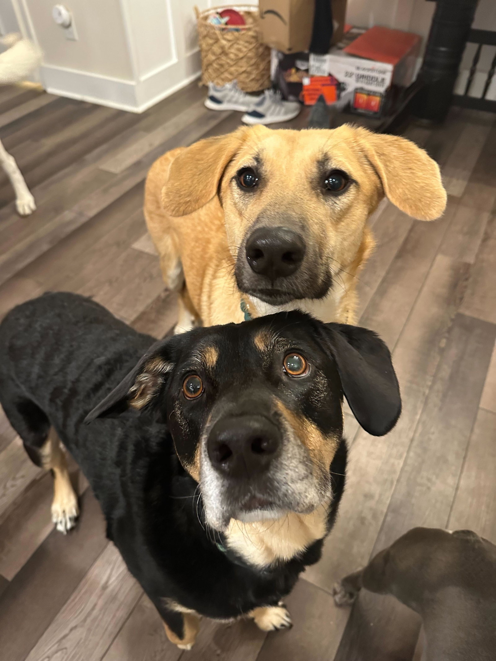 Dog for Adoption - Arfur Fonzarelli (CL), a German Shepherd Dog in City ...