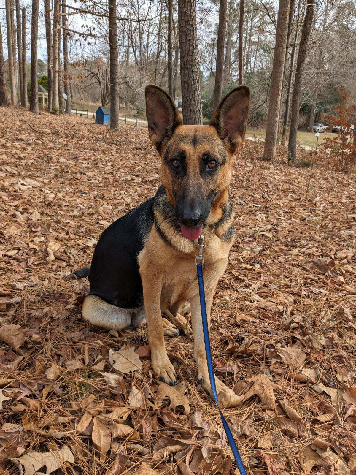 Dog for Adoption - Pebbles (CL), a German Shepherd Dog in Hillsborough ...