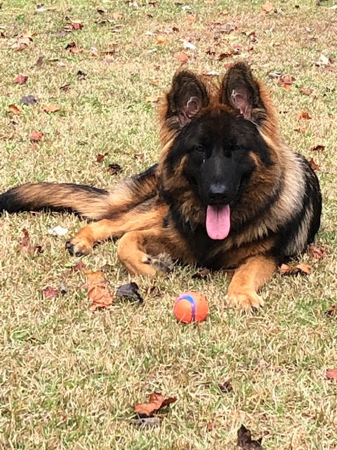 Dog for Adoption - Bravo (BMSR), a German Shepherd Dog in Danville, VA ...