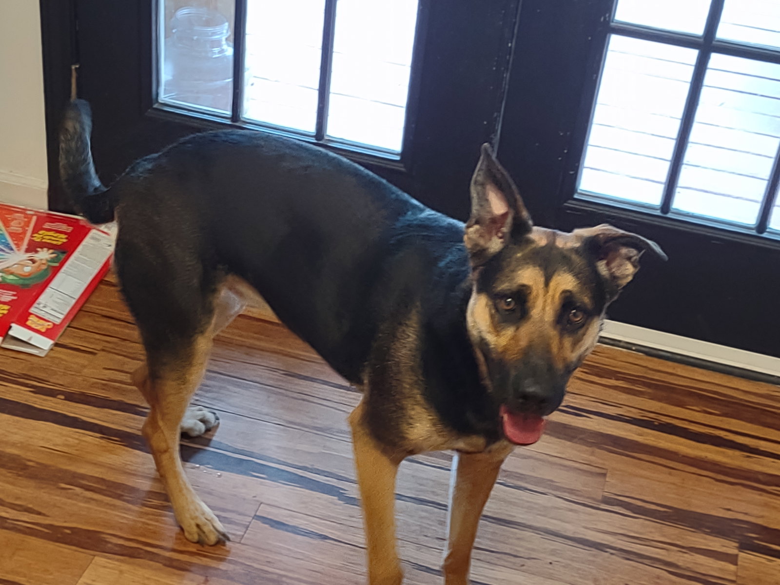 Dog for Adoption - Zoey (CL), a German Shepherd Dog in Randleman, NC ...
