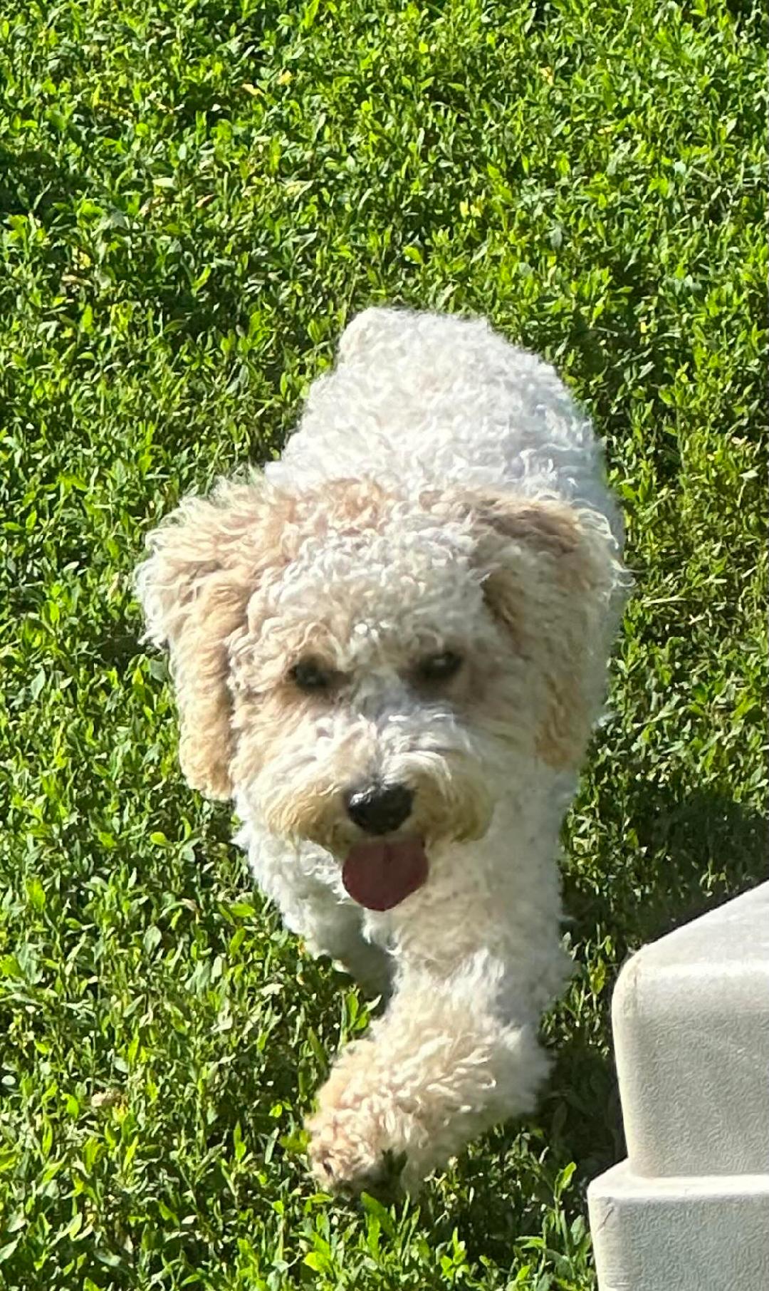 Dog for Adoption - Arlo, a Cockapoo in Licking, MO | Alpha Paw