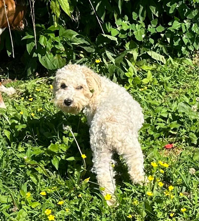 Dog for Adoption - Arlo, a Cockapoo in Licking, MO | Alpha Paw