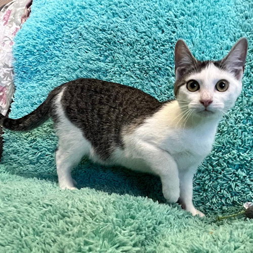 Cats for Adoption in Gaffney, South Carolina | Alpha Paw