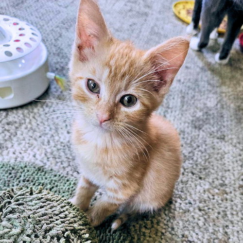Cats for Adoption in Canton, North Carolina | Alpha Paw