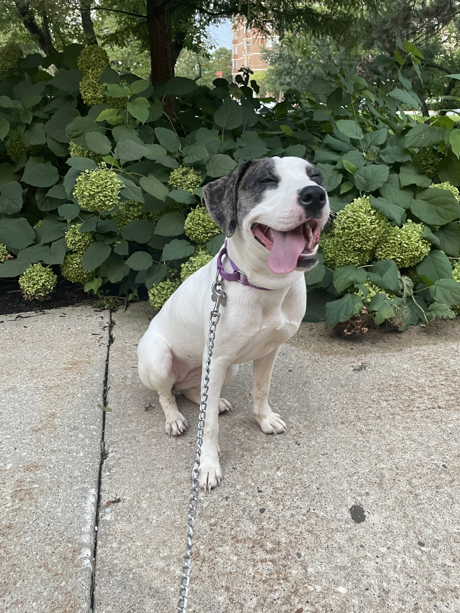 Dog for Adoption - Faith, a Catahoula Leopard Dog in Chicago, IL ...