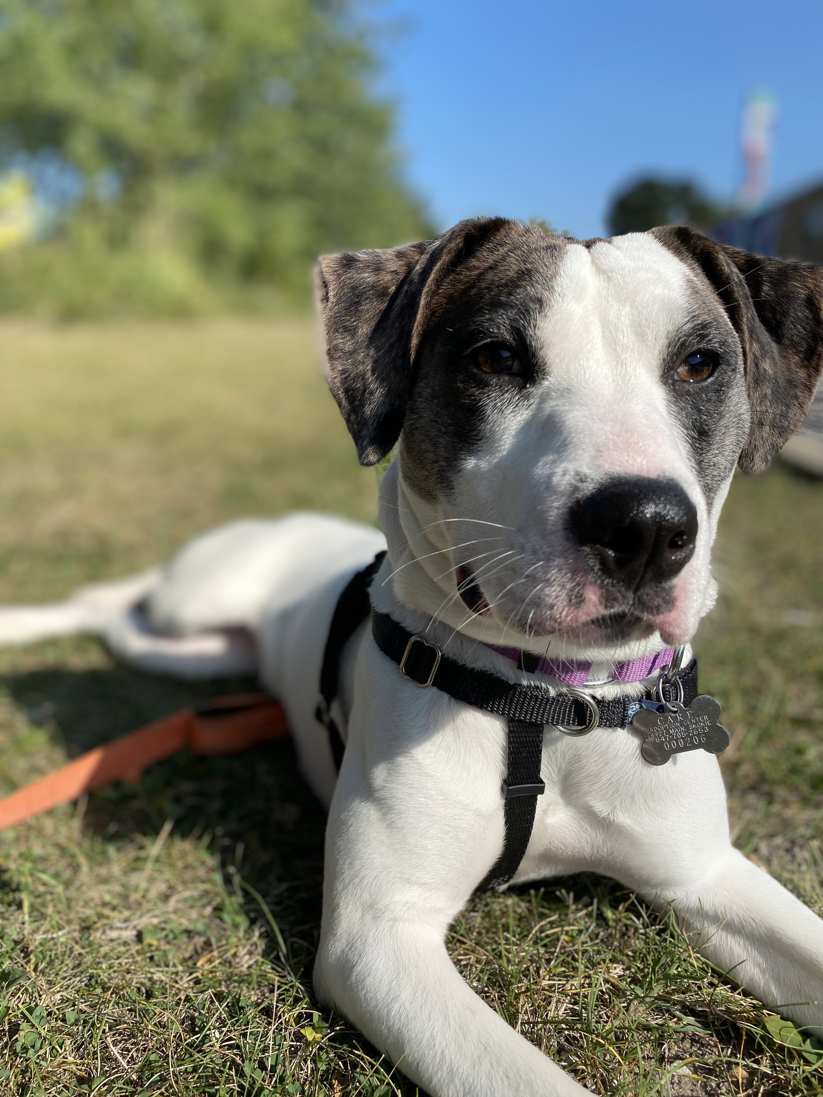 Dog for Adoption - Faith, a Catahoula Leopard Dog in Chicago, IL ...