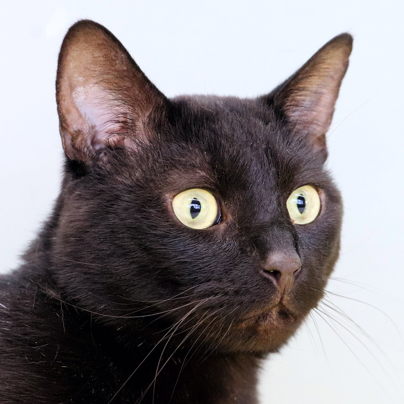 Cats for Adoption in Elgin, Illinois | Alpha Paw