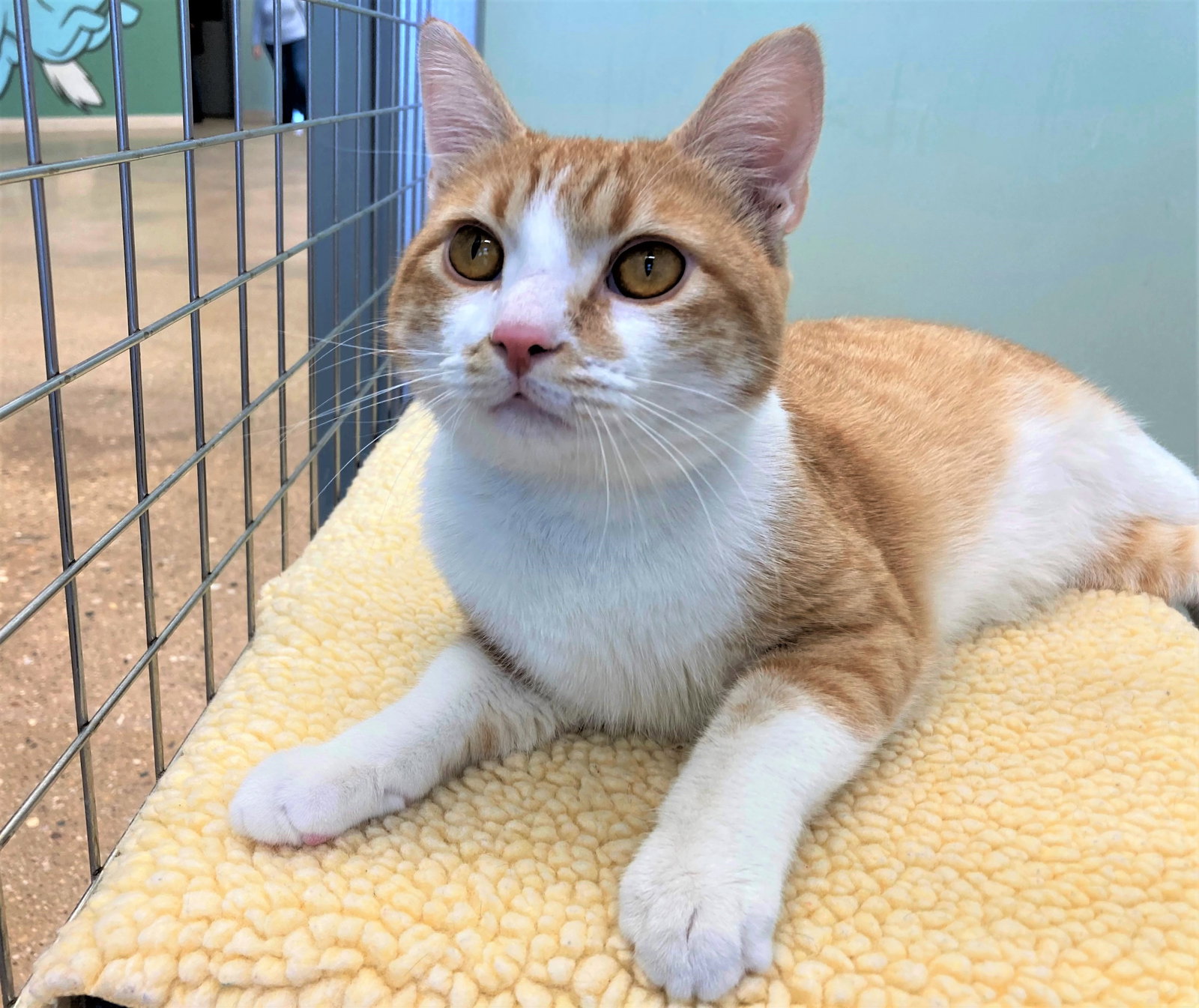 Cats for Adoption in Crete, Illinois | Alpha Paw