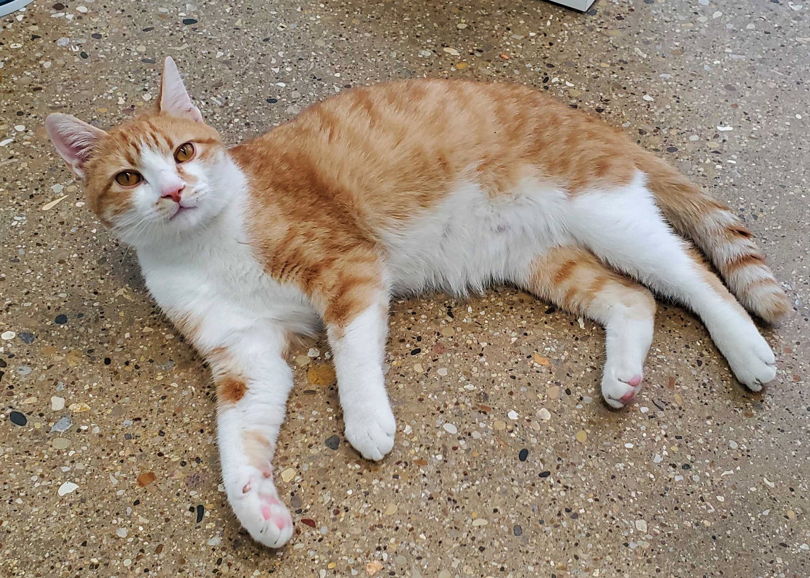 Cats for Adoption in Crete, Illinois | Alpha Paw