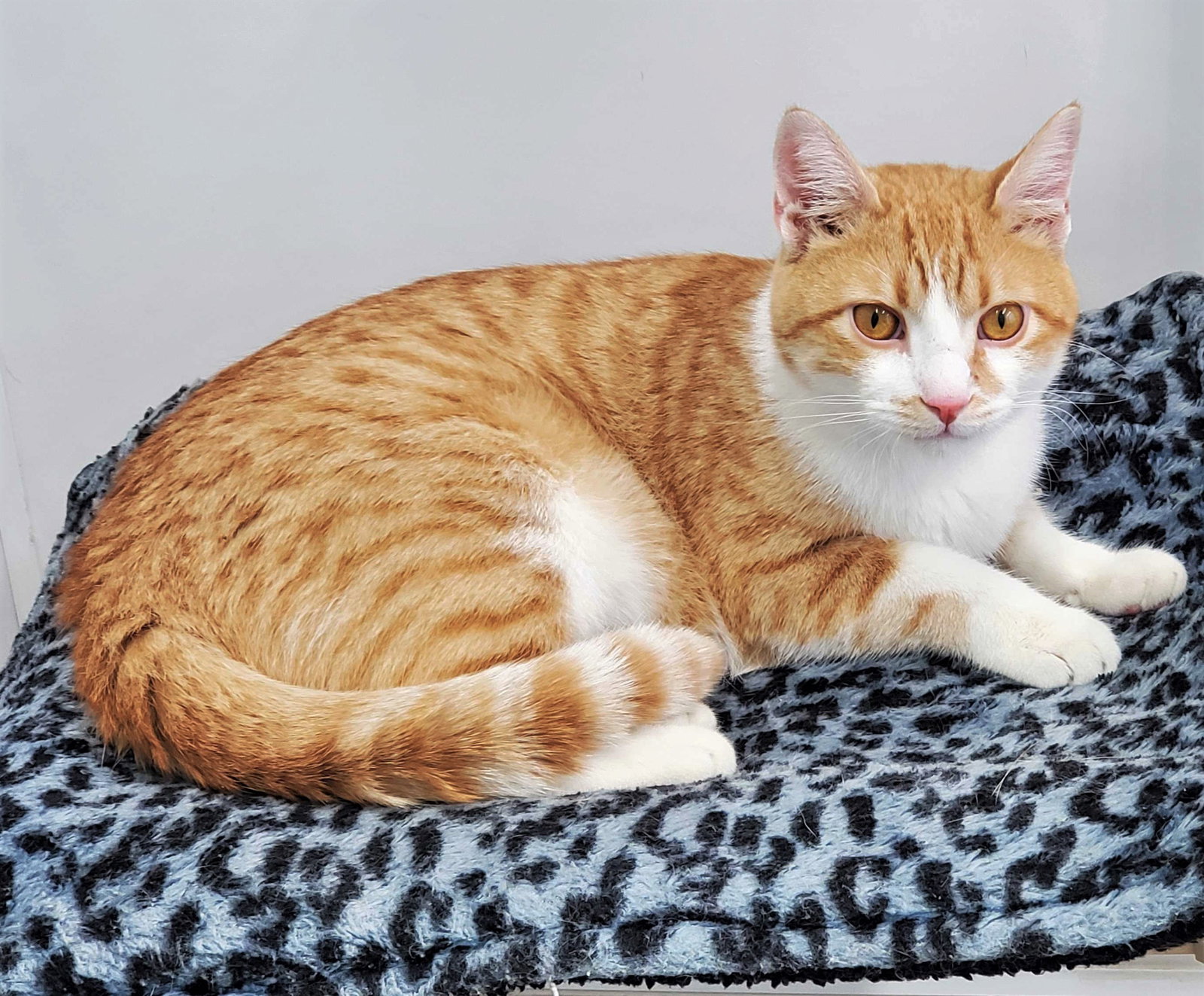 Cats for Adoption in Crete, Illinois | Alpha Paw