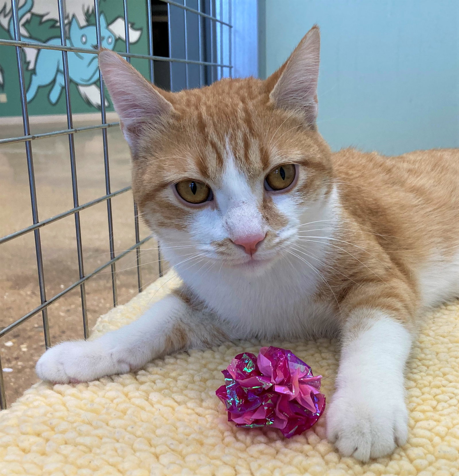 Cats for Adoption in Crete, Illinois | Alpha Paw