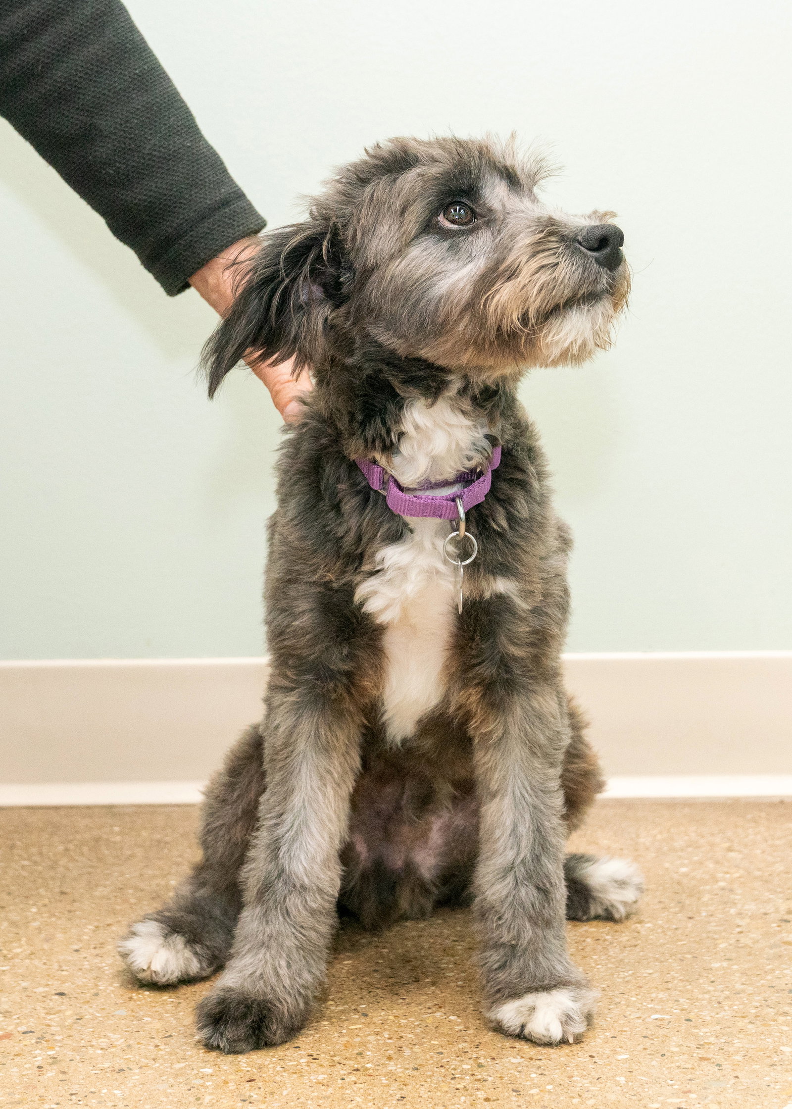 Dog for Adoption - Willie, a Schnauzer in Hammond, IN | Alpha Paw