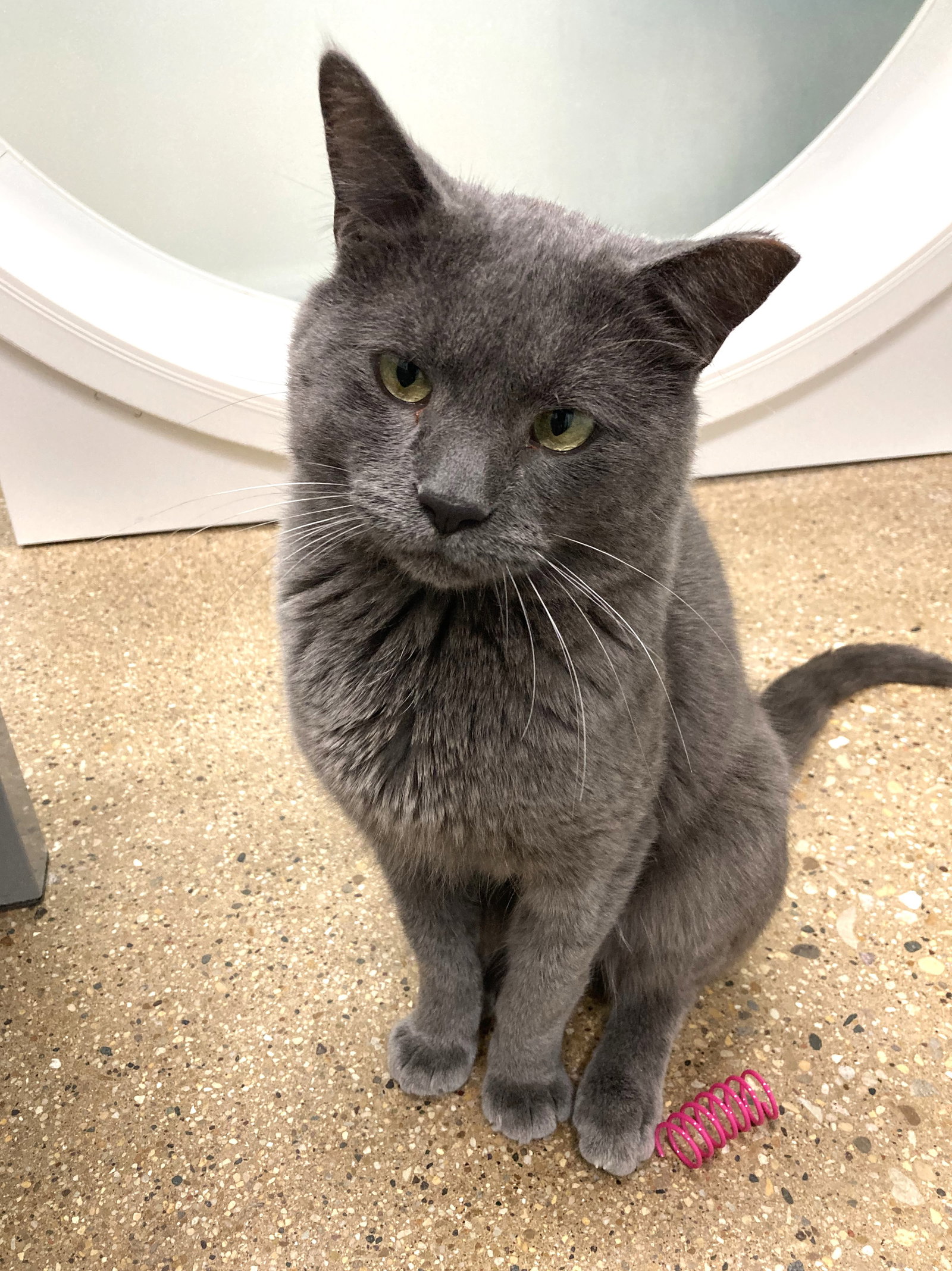 Cat adoption in Skokie, IL 60077: Domestic Short Hair / Mixed (short ...