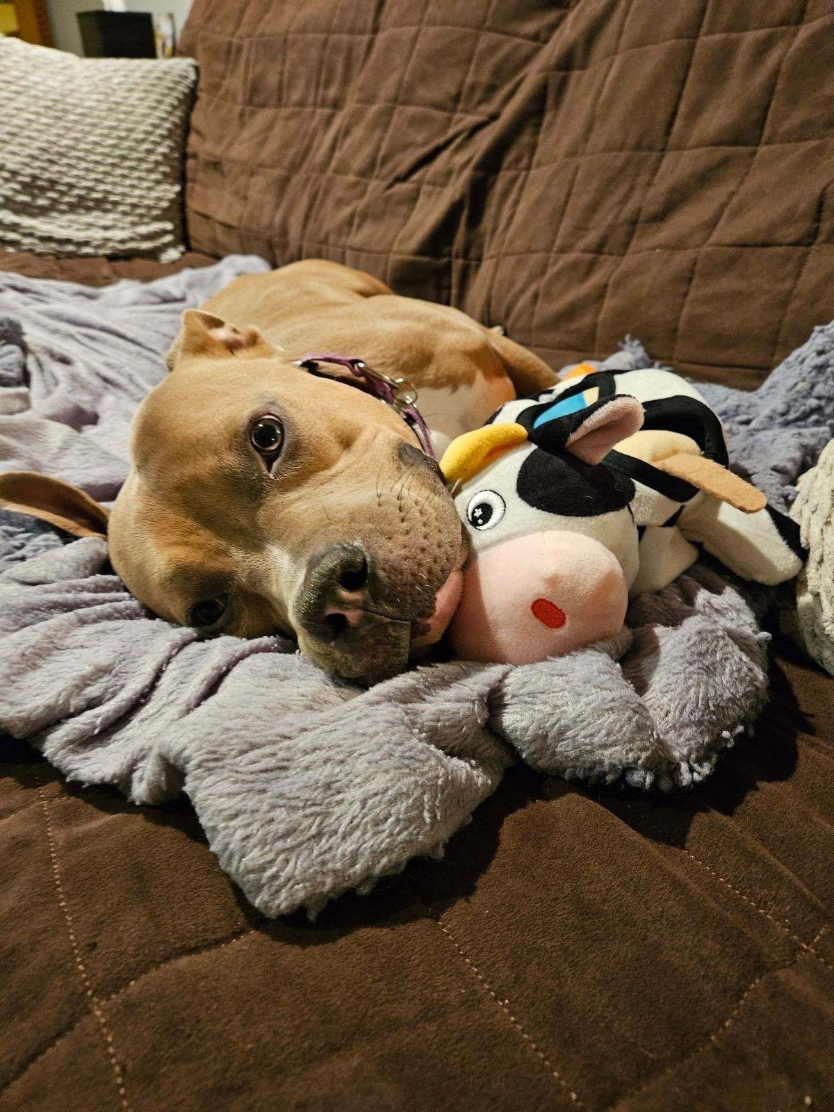 Dog for Adoption - | Upcoming Dogs, a American Pit Bull Terrier in ...