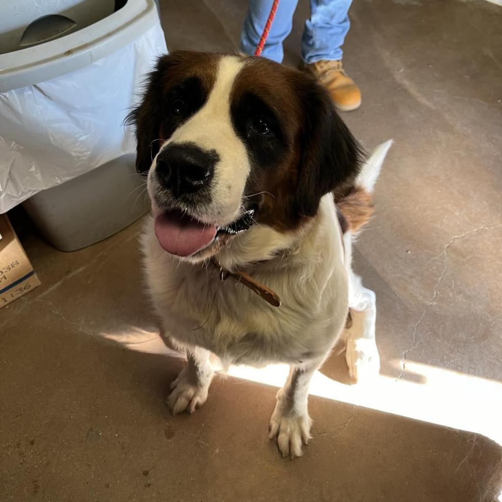 Dog for Adoption - | Upcoming Dogs, a Saint Bernard in Lake County, IL ...