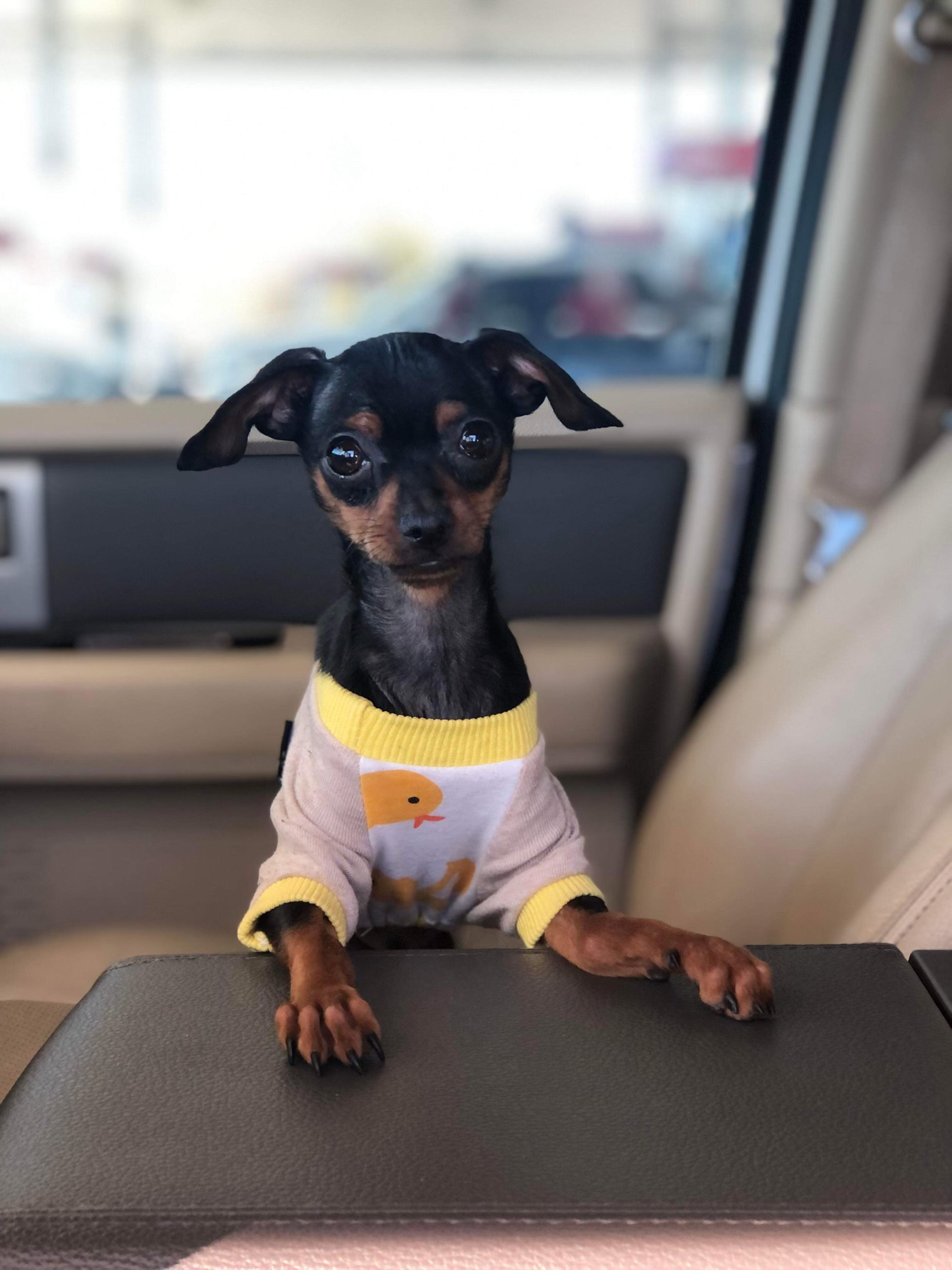 Dog for Adoption - Dobby, a Miniature Pinscher in Kenosha, WI | Alpha Paw