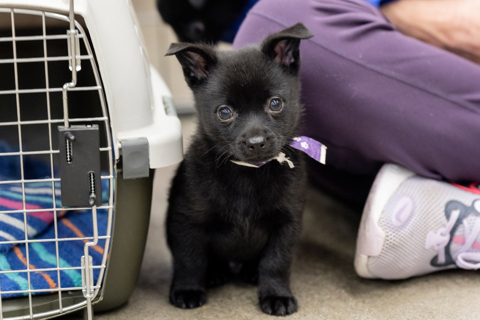 Dog for Adoption - Wolf, a in Napa, CA | Alpha Paw