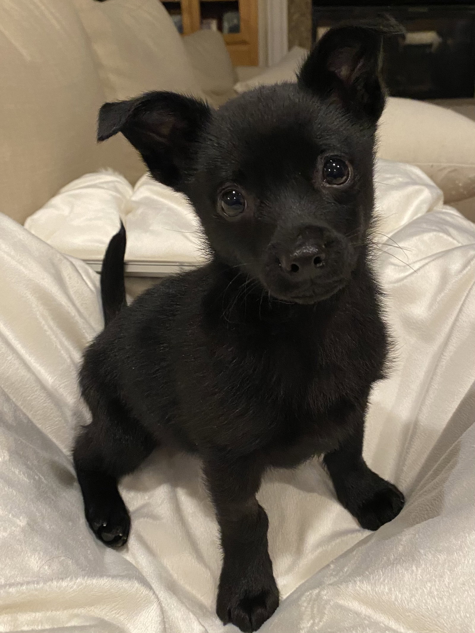 Dog for Adoption - Wolf, a in Napa, CA | Alpha Paw