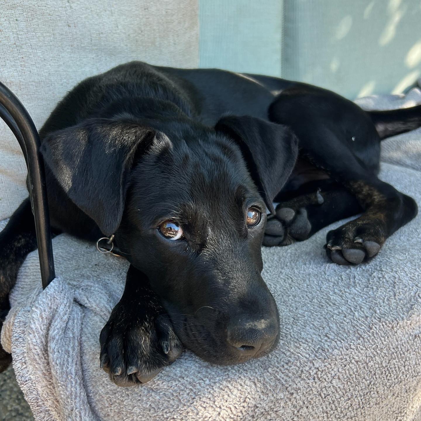 Dog for Adoption - Jake, a Labrador Retriever in Fairfield, CA | Alpha Paw