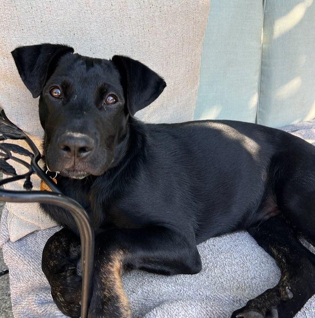 Dog for Adoption - Jake, a Labrador Retriever in Fairfield, CA | Alpha Paw
