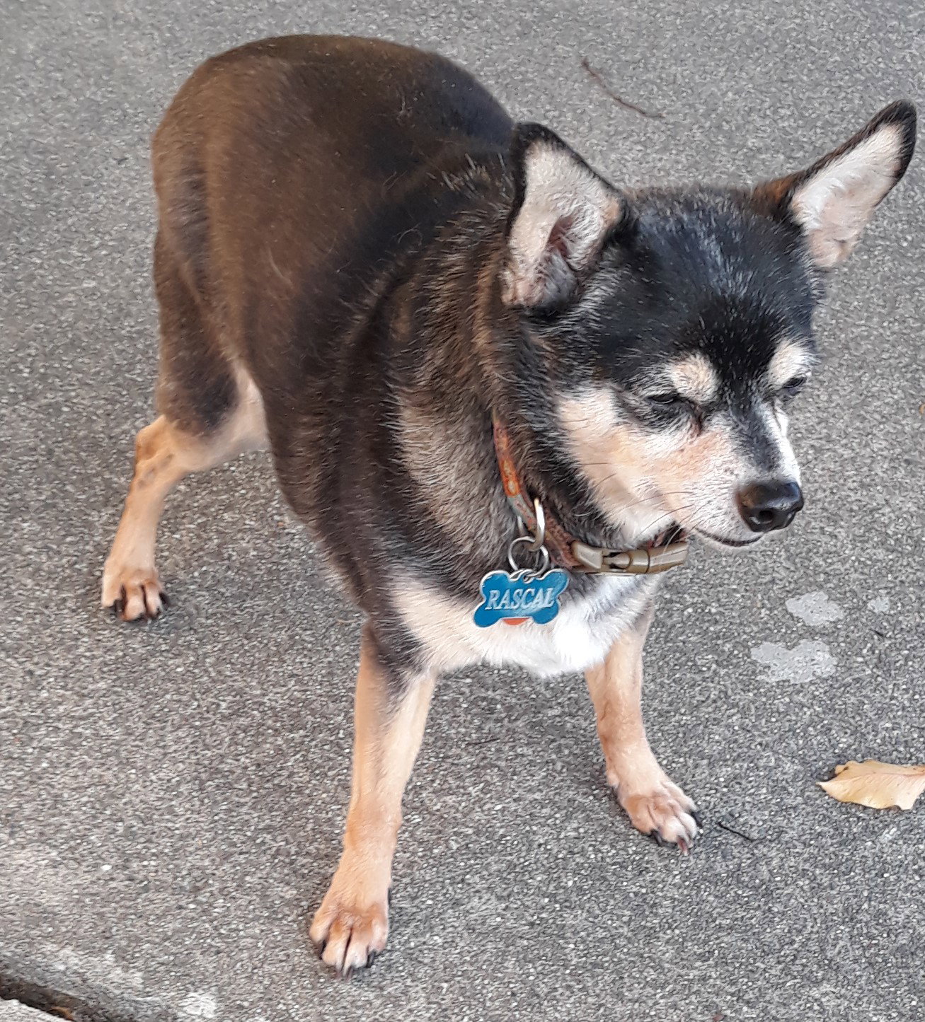 Dog for Adoption - Rascal, a Chihuahua in San Joaquin County, CA ...