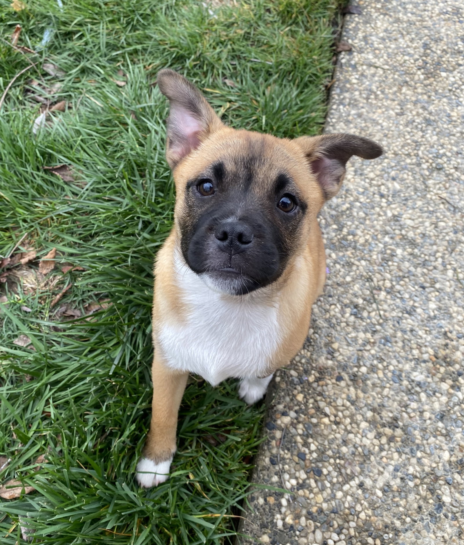 Dog for Adoption - Lilibeth (Lily), a Pug in Davis, CA | Alpha Paw