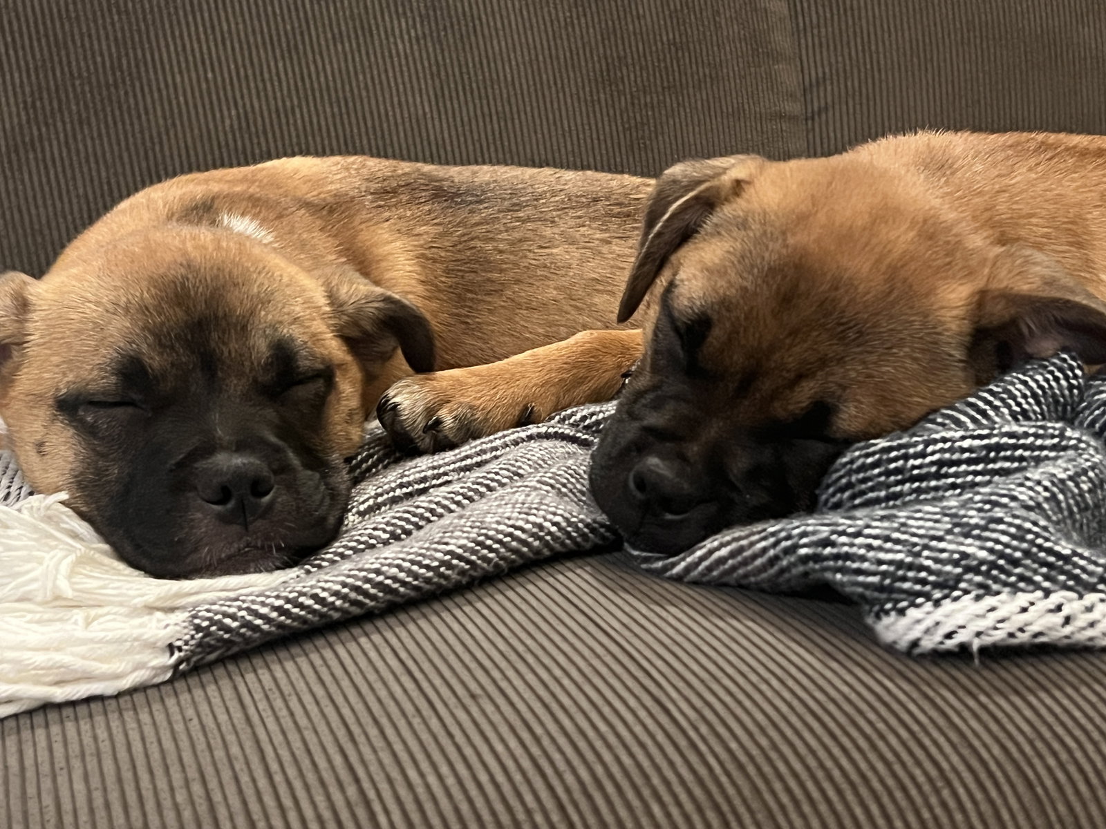 Dog for Adoption - Lilibeth (Lily), a Pug in Davis, CA | Alpha Paw