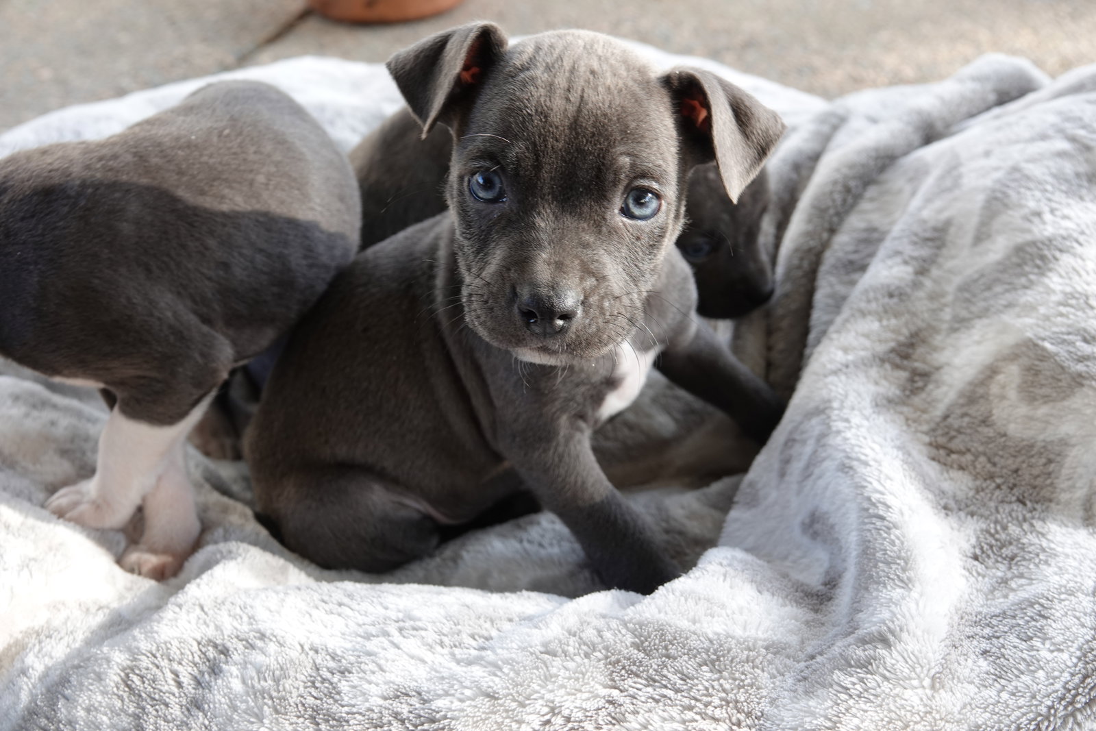Dog for Adoption - Willy Wonka, a Dachshund in Citrus Heights, CA ...