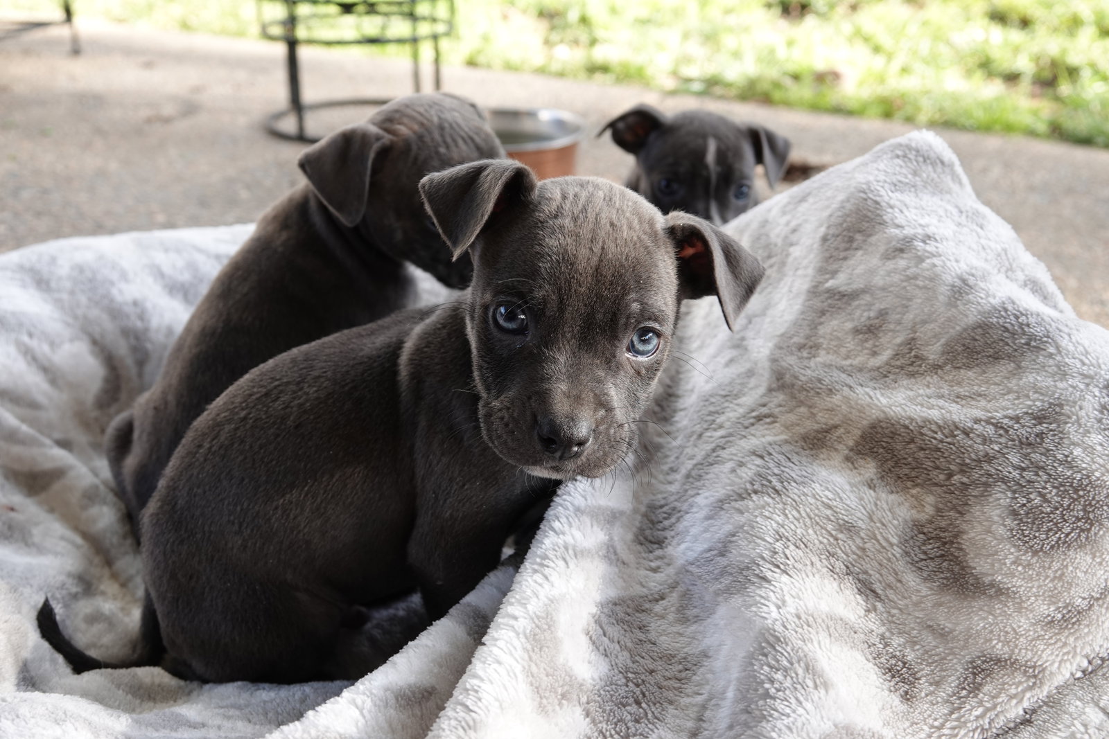 Dog for Adoption - Willy Wonka, a Dachshund in Citrus Heights, CA ...