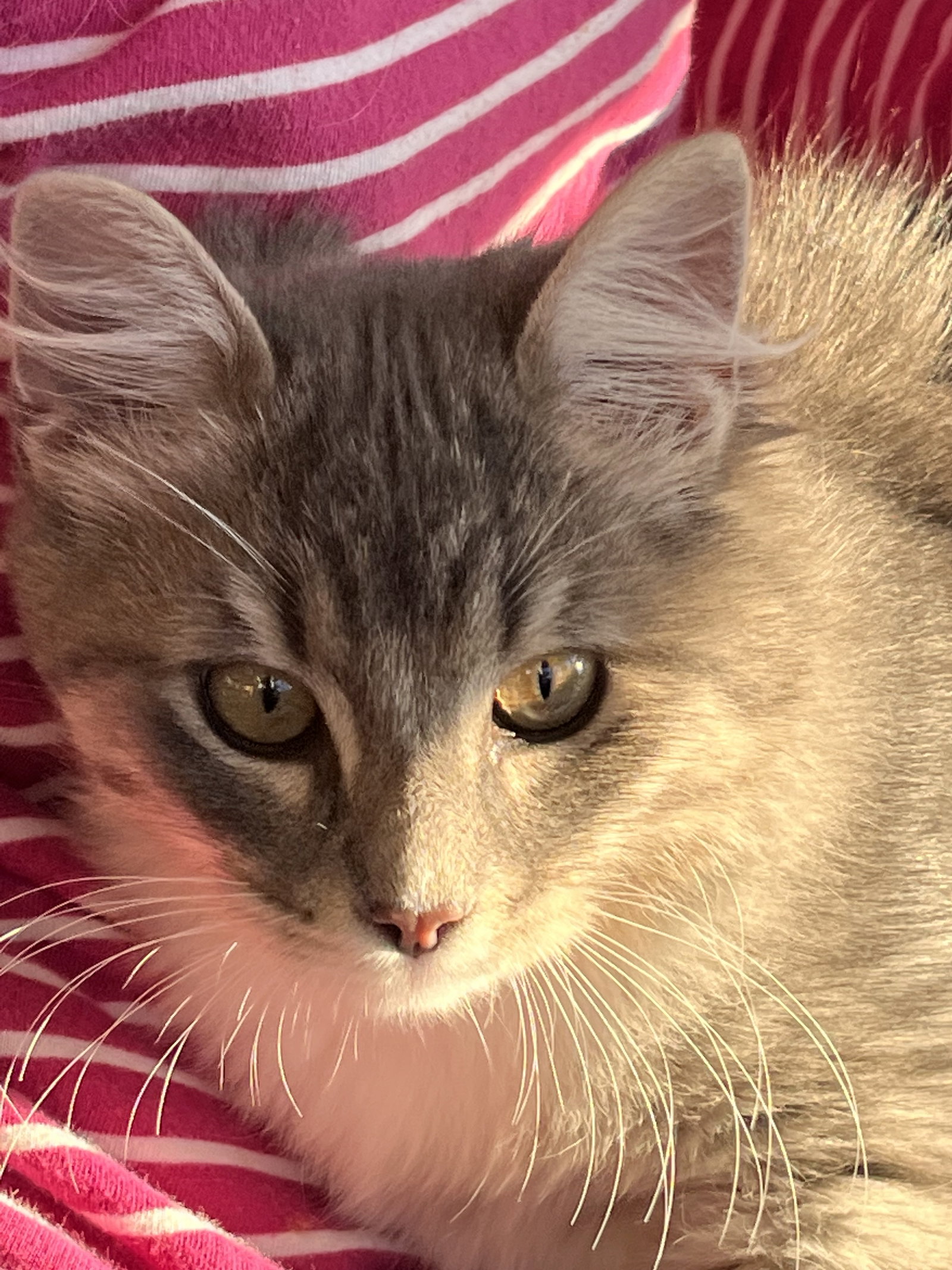 Cats for Adoption in Shasta County, California | Alpha Paw
