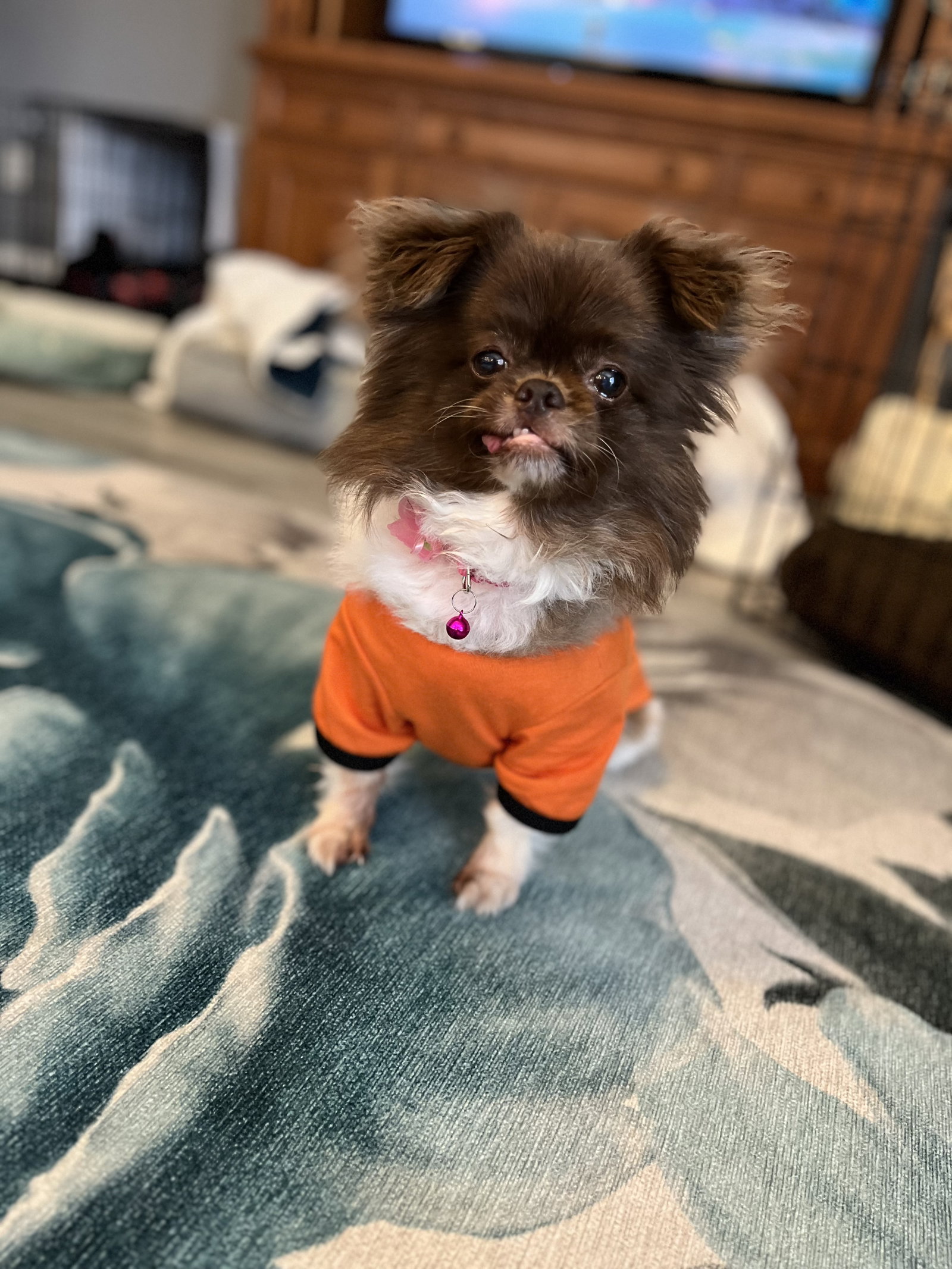 Dog for Adoption - Mandy, a Pomeranian in Jacksonville, FL | Alpha Paw