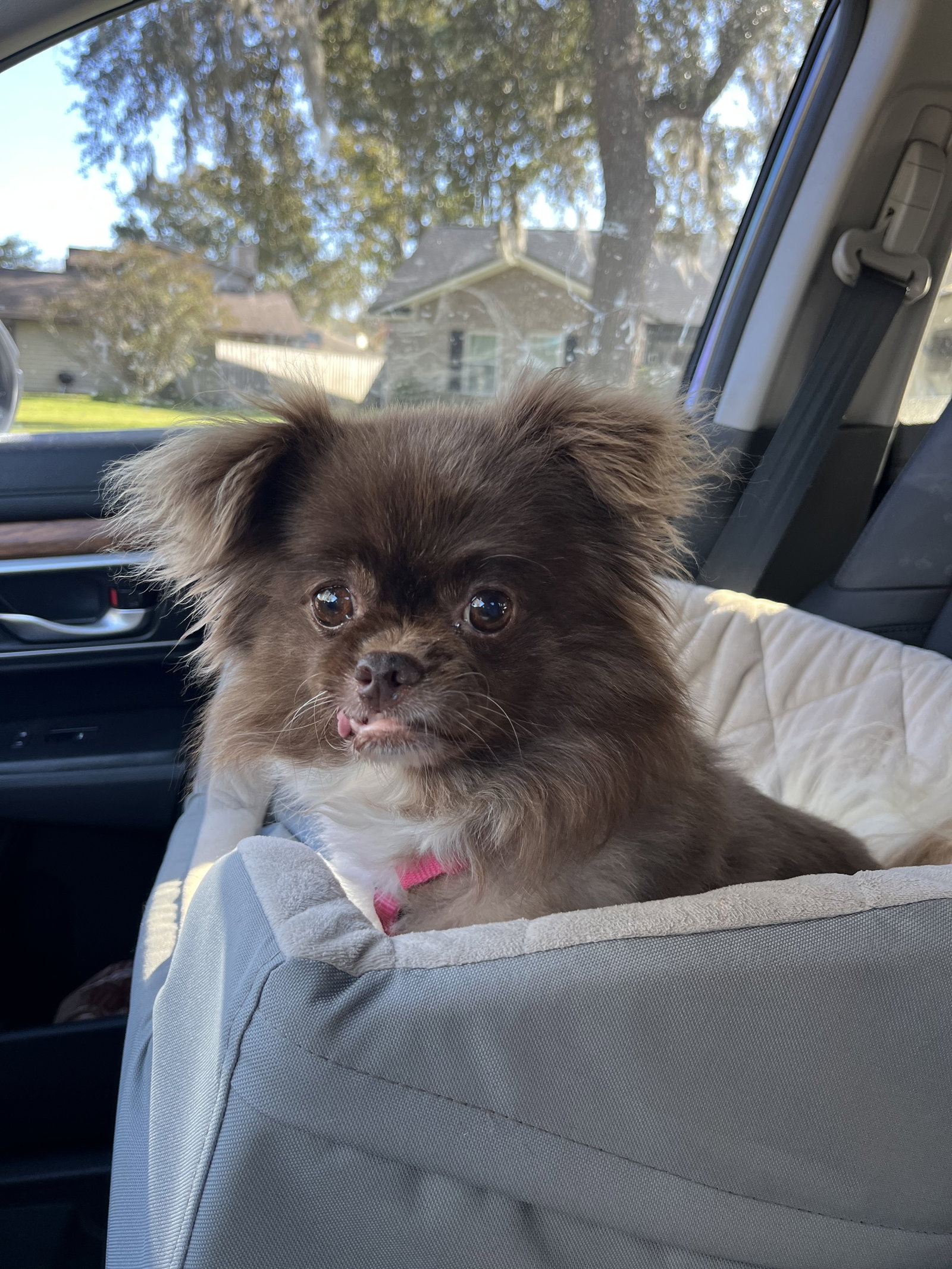 Dog for Adoption - Mandy, a Pomeranian in Jacksonville, FL | Alpha Paw