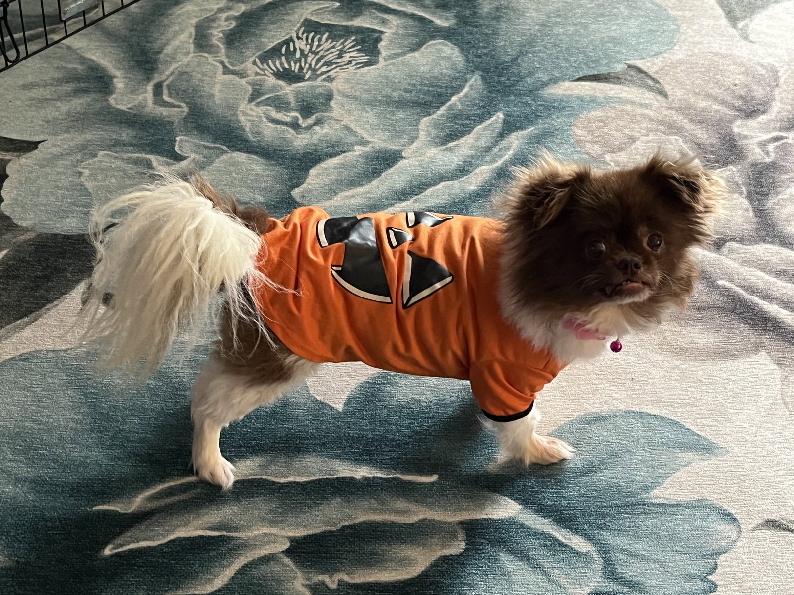 Dog for Adoption - Mandy, a Pomeranian in Jacksonville, FL | Alpha Paw