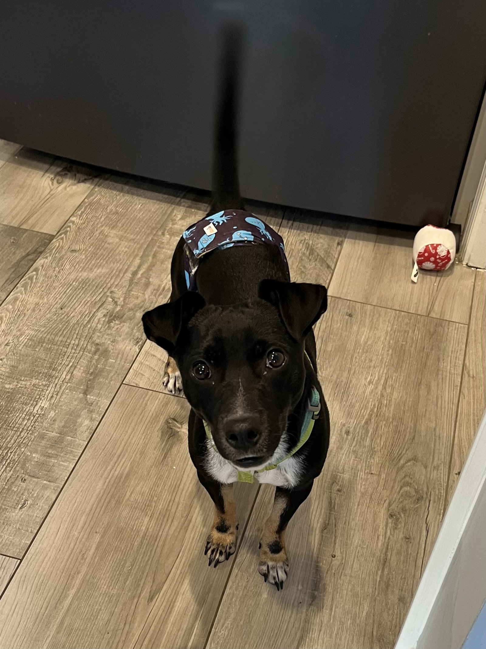Dog for Adoption - Jackson, a Jack Russell Terrier in Middleburg, FL ...