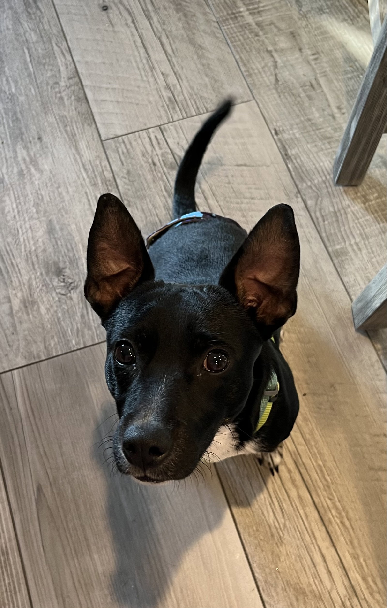 Dog for Adoption - Jackson, a Jack Russell Terrier in Middleburg, FL ...