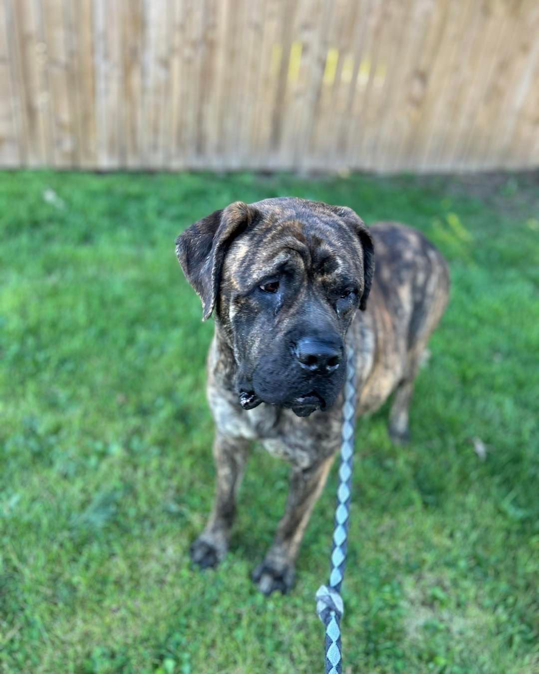 Dog for Adoption - Chloe, a Mastiff in Aumsville, OR | Alpha Paw