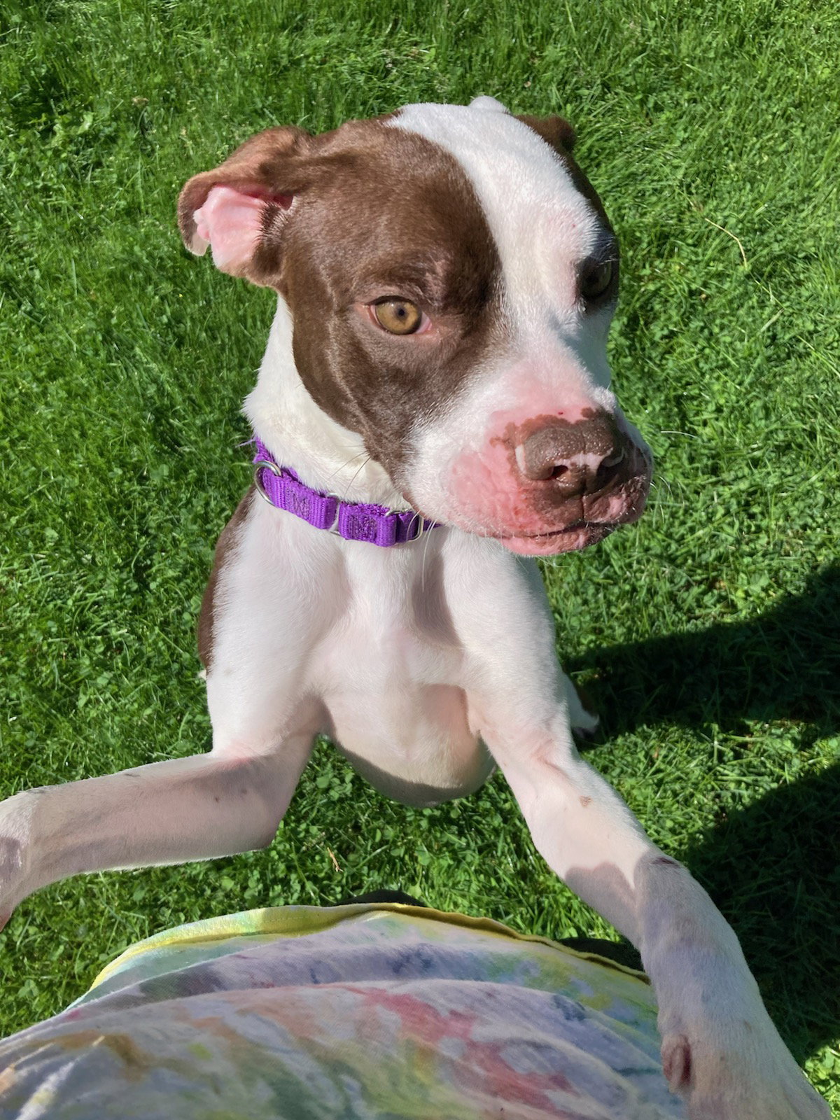 Dog for Adoption - Benjamin, a Boxer in Monroe County, NY | Alpha Paw