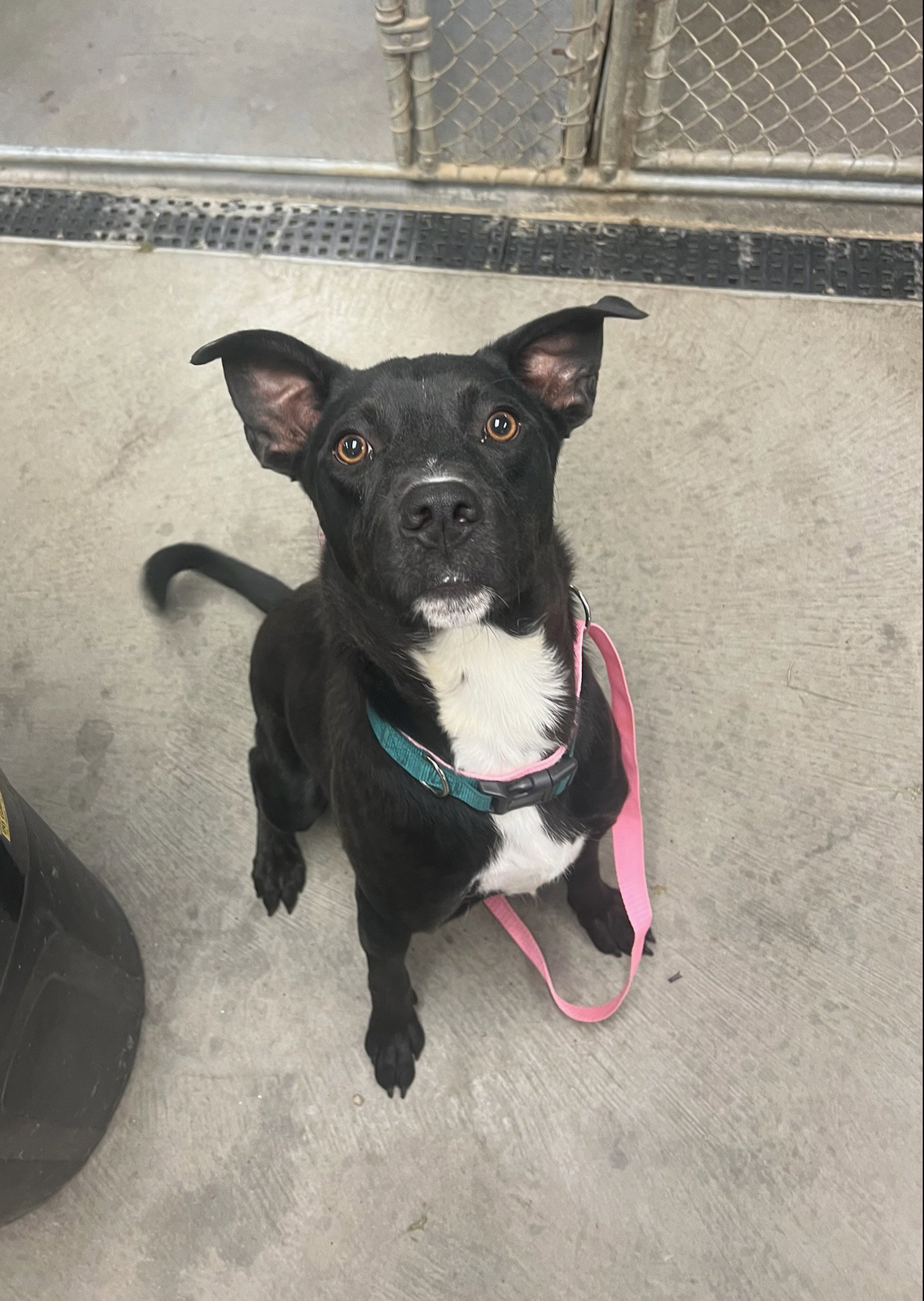 Dog for Adoption - Anthony, a Labrador Retriever in Greece, NY | Alpha Paw