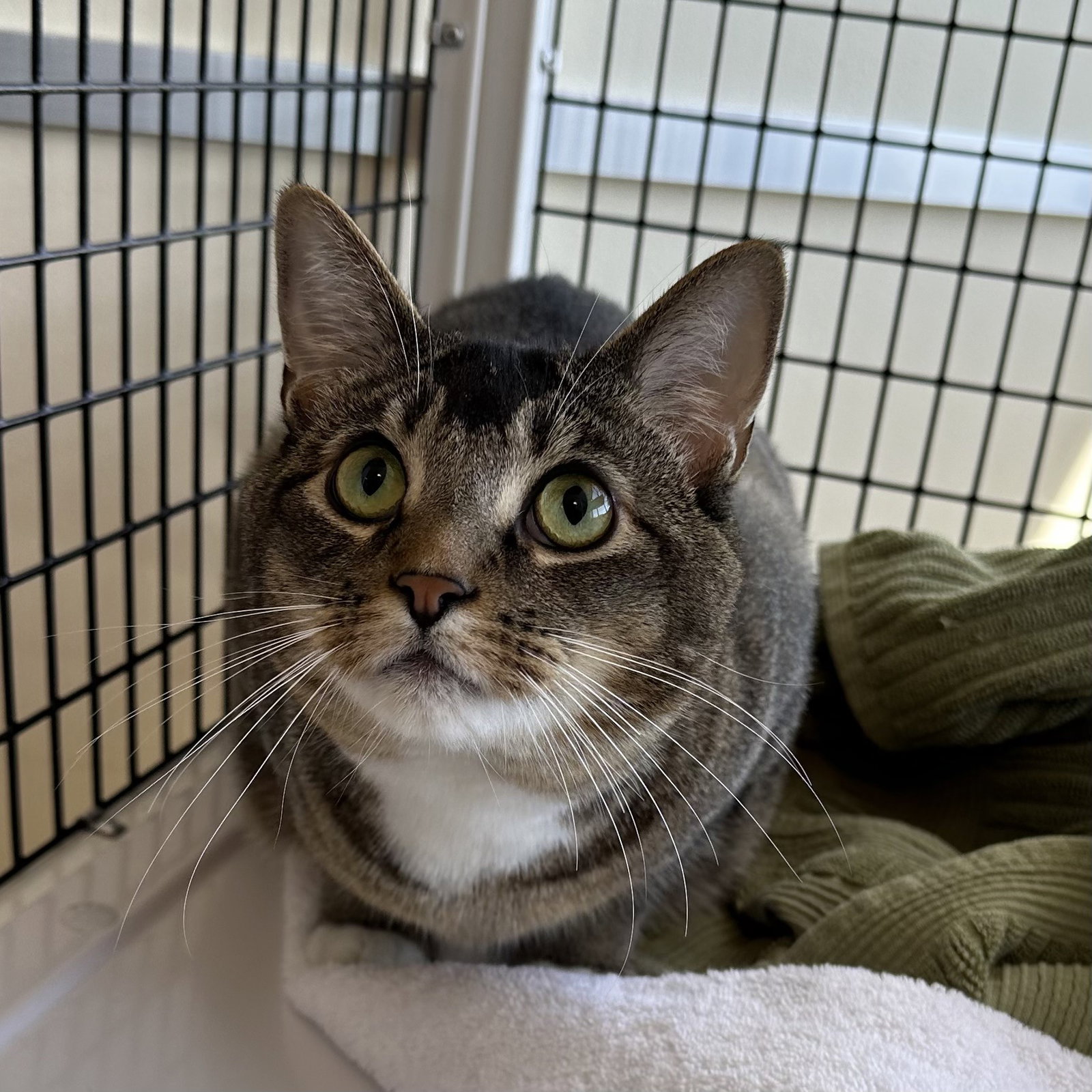 Cats for Adoption in Sausalito, California | Alpha Paw