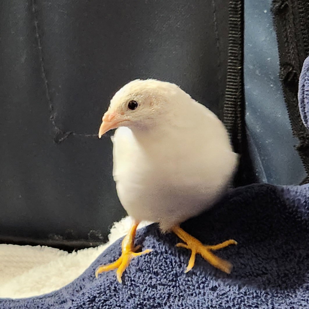 Bird adoption in Burlingame, CA 94010: Quail / Button Quail (short coat ...