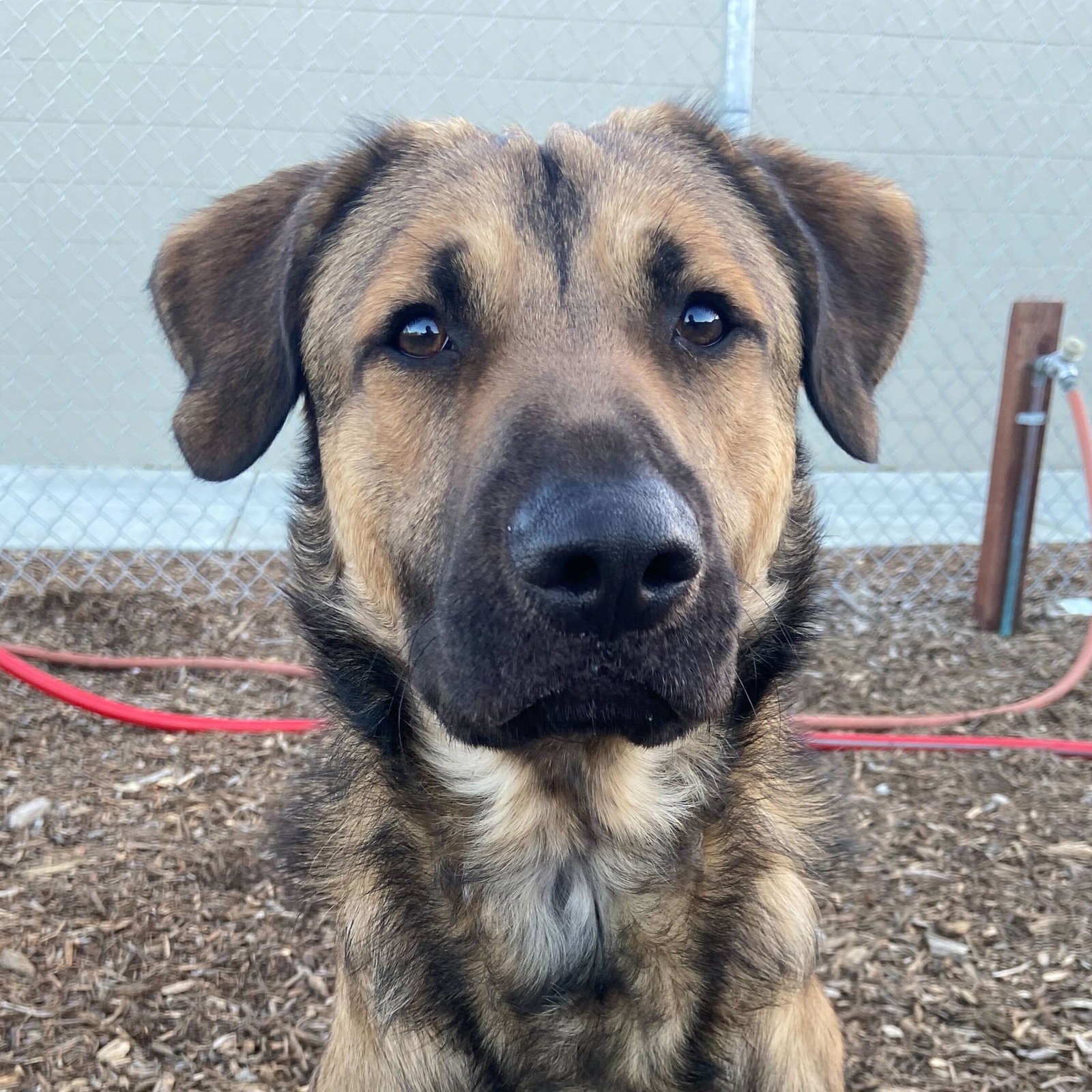 Dog for Adoption - Malachi, a German Shepherd Dog in Benicia, CA ...