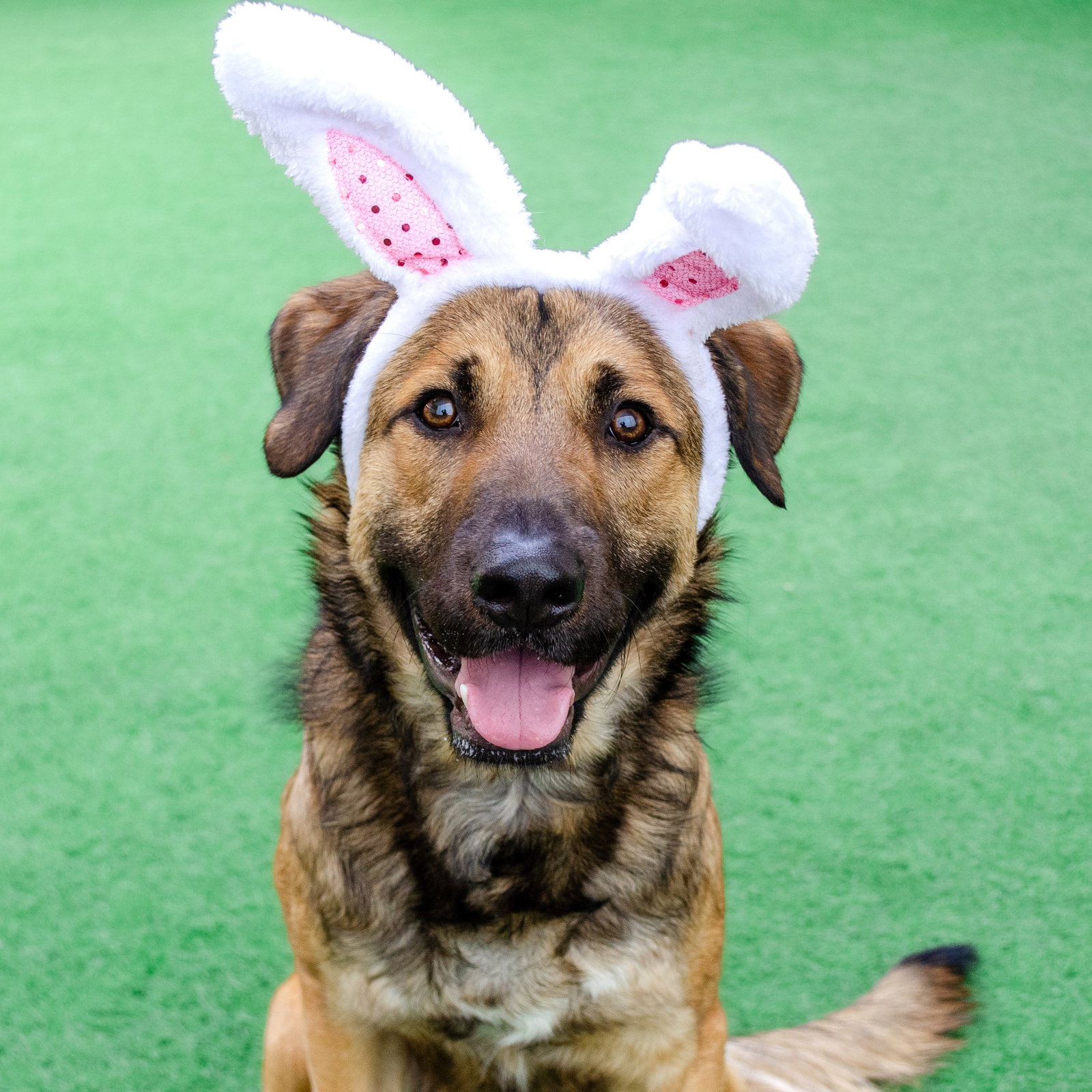 Dog for Adoption - Malachi, a German Shepherd Dog in Petaluma, CA ...